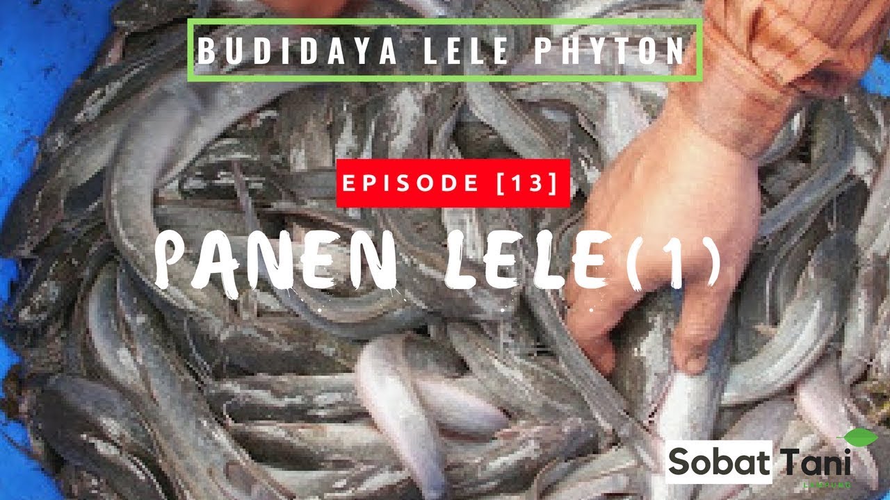 [13]. BUDIDAYA LELE PHYTON : PANEN LELE (1) - YouTube