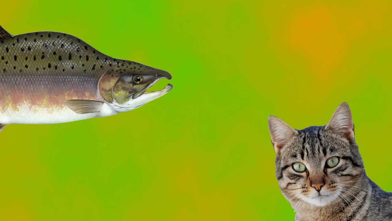 Sam and Cat Rant - YouTube