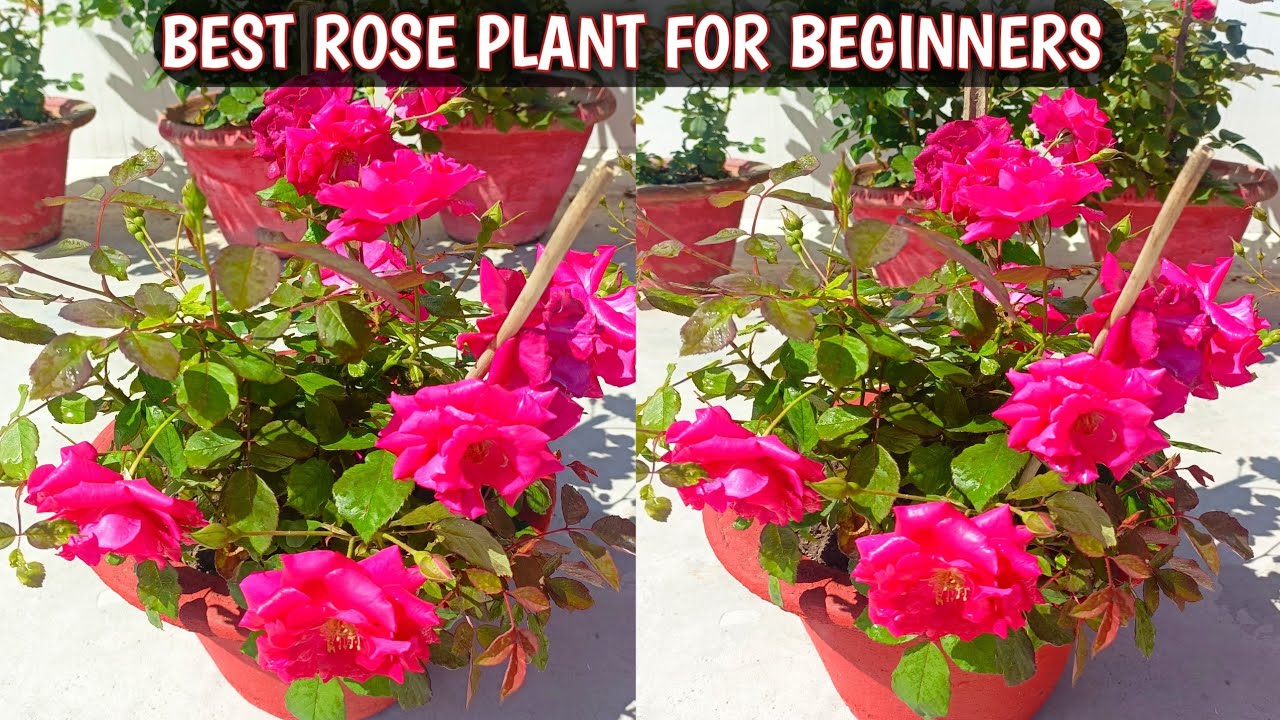 HOW TO GROW KASHMIRI ROSE AND TIPS TO GET MAXIMUM FLOWERS 🌹🌹 | KASHMIRI ...