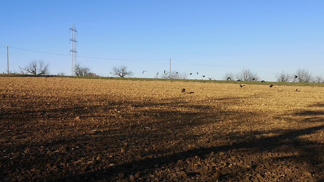 Funny crow hunt 🙈 Dog chasing crows / Hundsi jagt Vögeli 😅 - YouTube