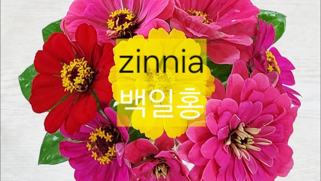 @가보면짱 카페음악 : 백일홍 ( cafe music : zinnia) #백일홍 #카페음악 #cafe_music #zinnia ...