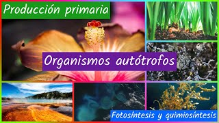 Productores Primarios de un Ecosistema - Autótrofos en ... | Doovi
