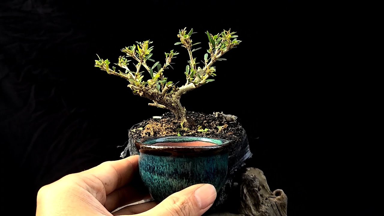 Bonsai 74 - Linh Sam 86 mini ấm tàn, éo chậu chơi Tết - YouTube
