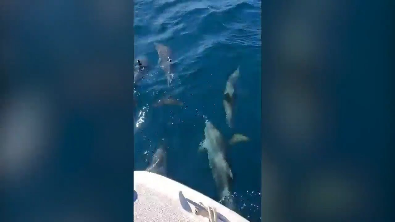 A pod of dolphins swims along side boat off the Murrells Inlet coast ...