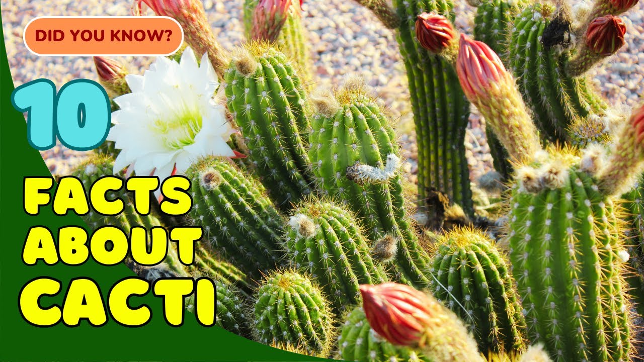 10 Surprising Facts About Cacti You Didn’t Know! 🌵 - YouTube