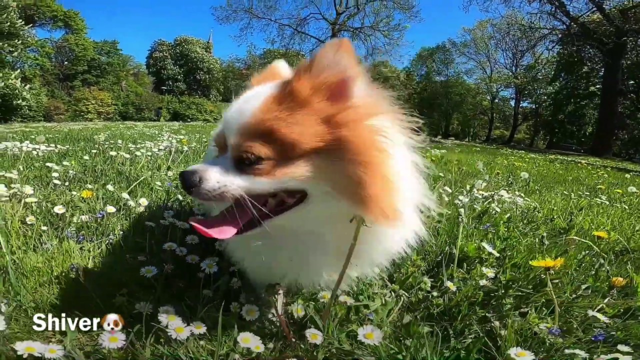 Cute Puppy Playing in The Garden - YouTube