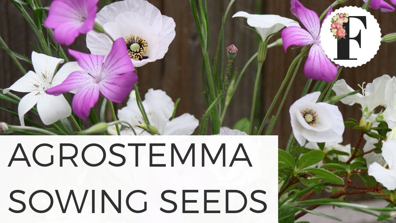 Sowing Agrostemma Seeds Growing Flowers from Seed Hardy Annual Flowers ...