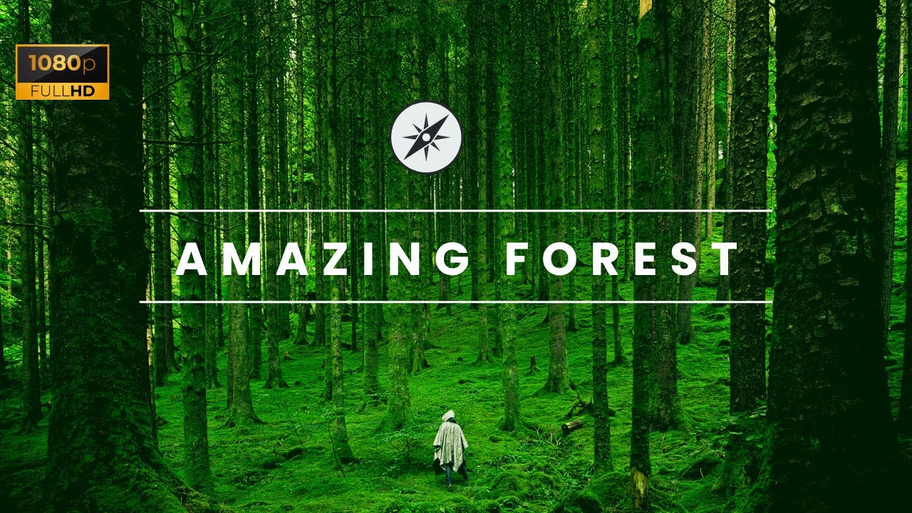 Most Beautiful Forests in The World | Amazing Forest | - YouTube