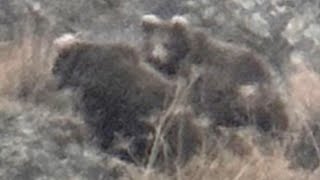 HIMALAYAN BROWN BEAR CONSERVATION PROJECT Part 1