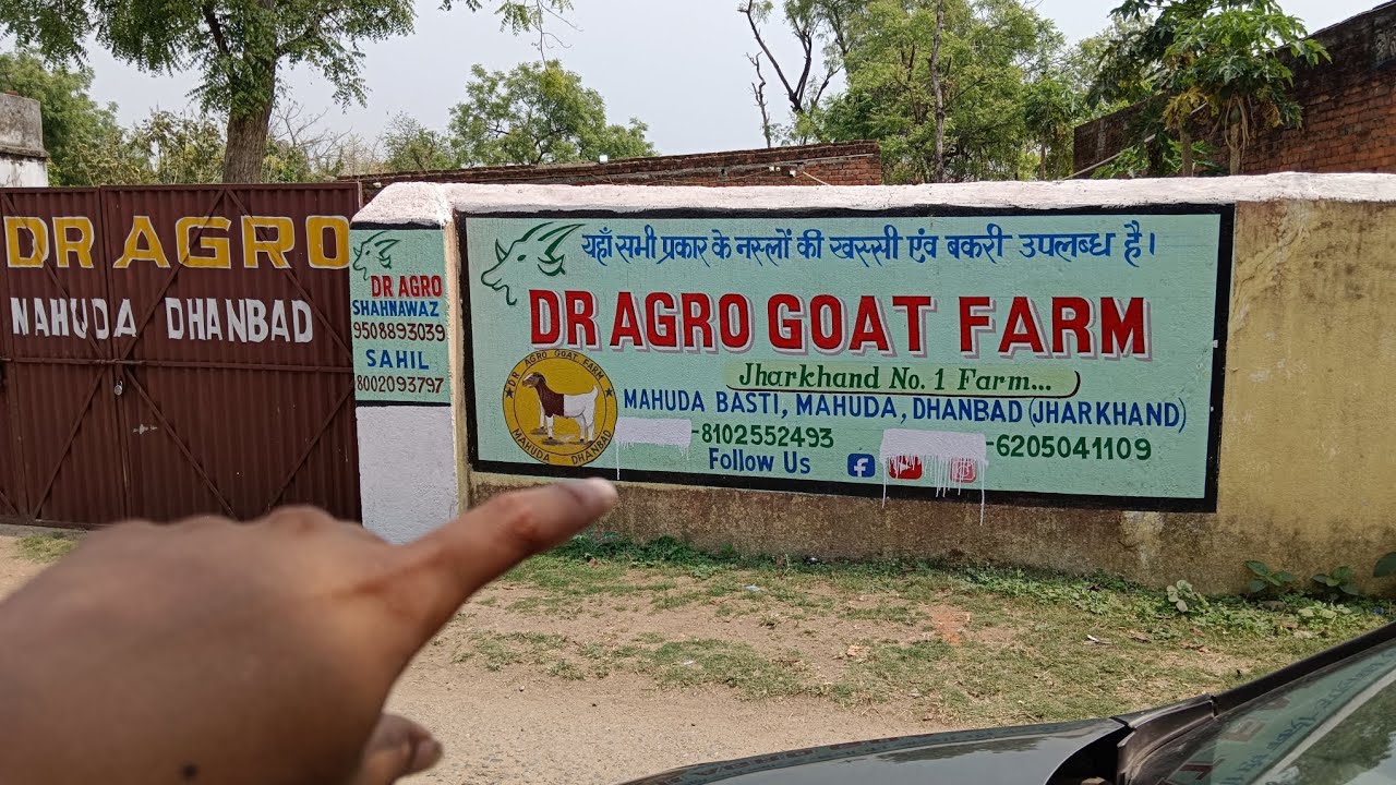 DR AGRO GOAT FARM visit today Fram and purchase 2 Goat price? Breed ...