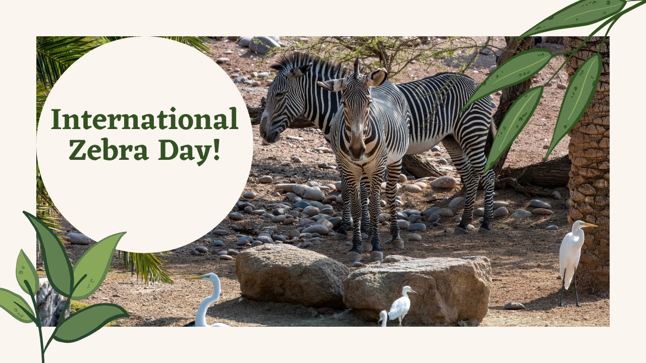 International Zebra Day - YouTube