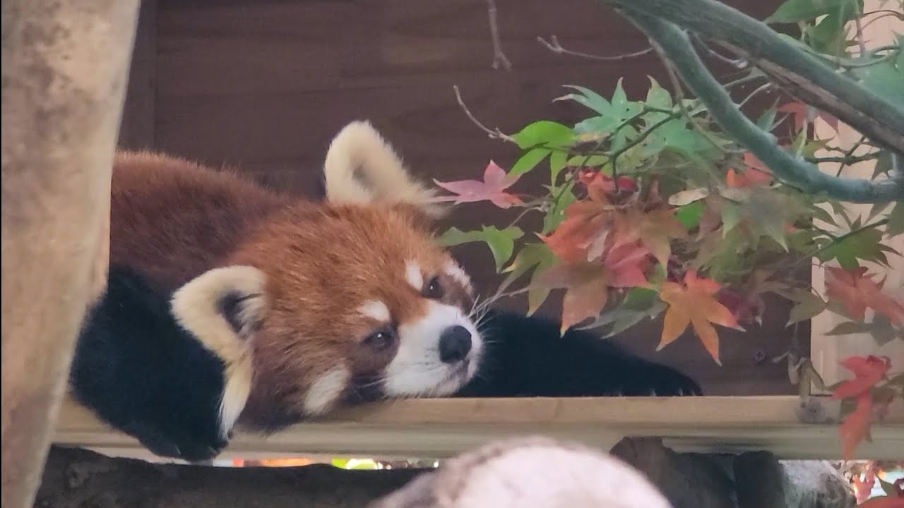 더 추워지기 전에 가을 레서판다 레몬 Red Panda Lemon - YouTube