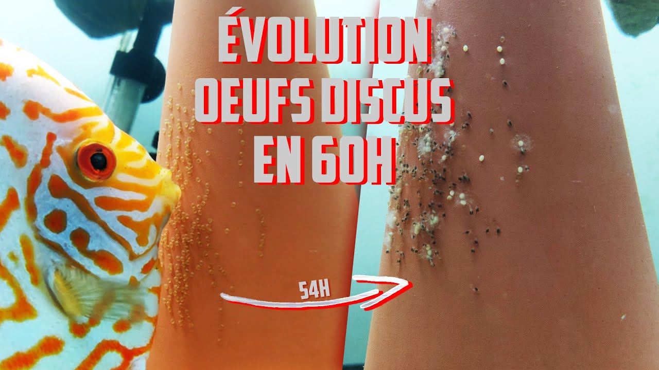 Évolution OEUFS de DISCUS jusqu'à l'éclosion ! Étape par Étape - YouTube