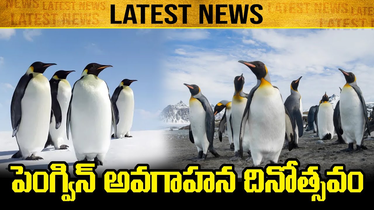 National Penguin Awareness Day | Unknown Facts about Penguins ...