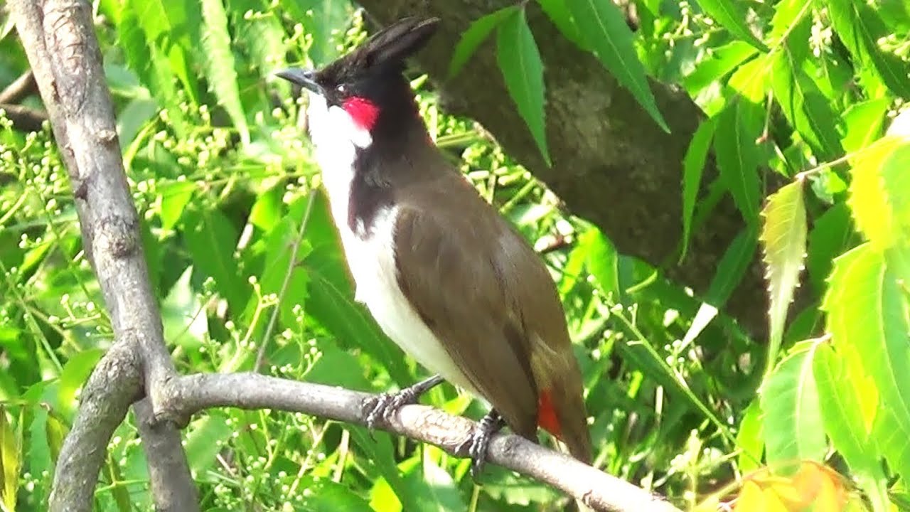 song of Bulbul bird #বুলবুলি পাখির গান #nature wonder #nature #bird # ...