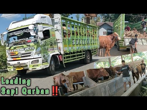 Loading Sapi Qurban Pakai Truk Besar || Satrio Lembu Blitar - Lembang ‼ ...