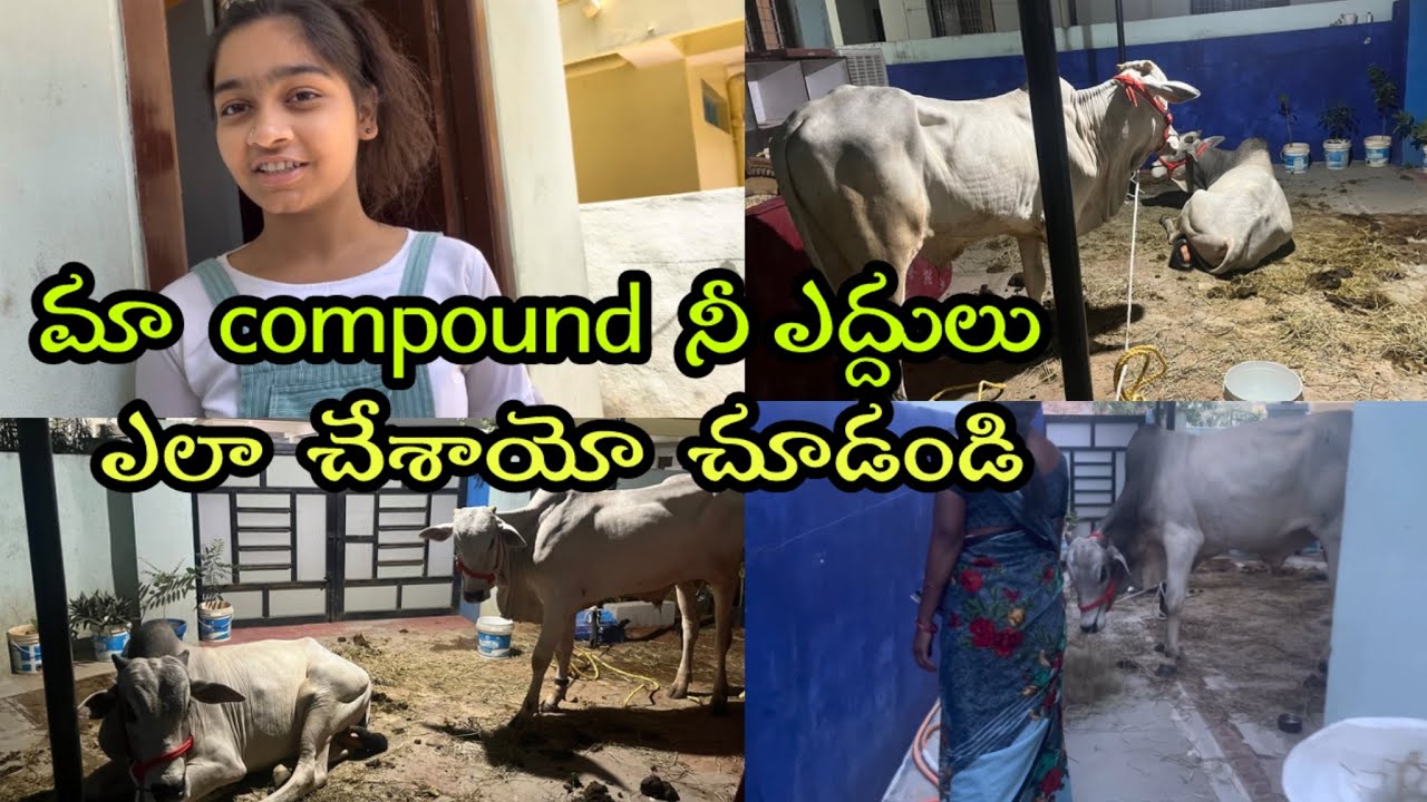 Building a Compound with My Pet Ox - YouTube