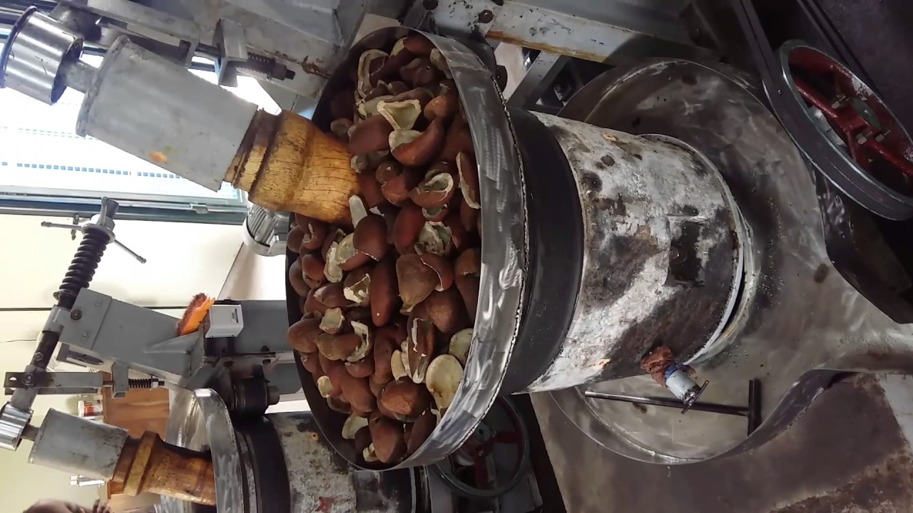 Coconut oil production ( cold process ) - YouTube