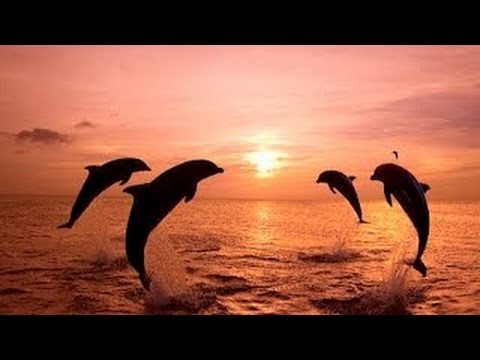 Documental Delfines Inteligentes Natgeo: Su Asombrosa Inteligencia | ICCSI