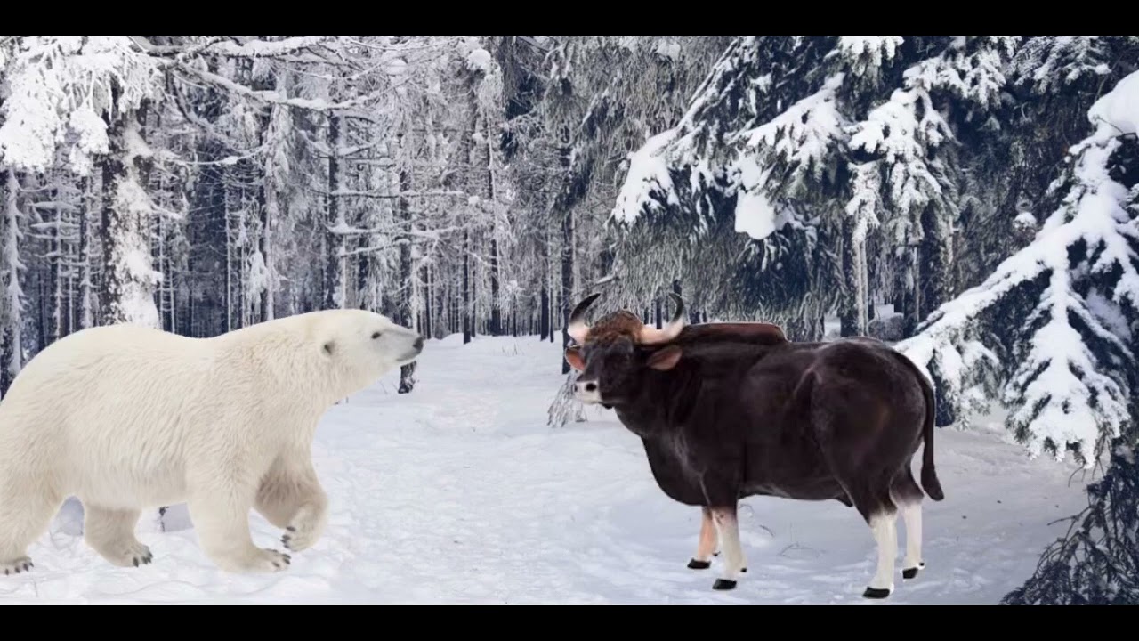 Polar bear vs Indian gaur - YouTube