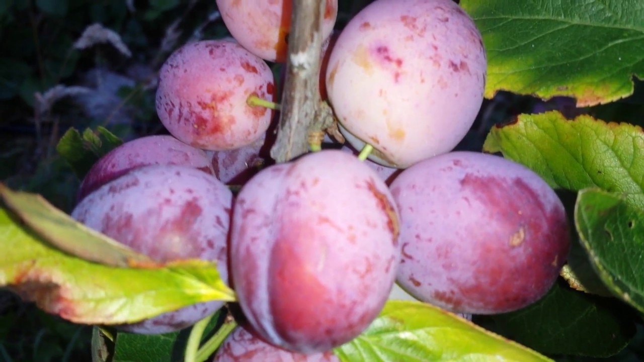 Growing Plum variety Opal: The Movie - YouTube