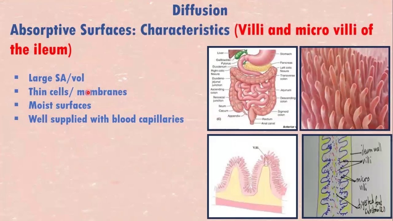 Diffusion: Structural Adaptations of Respiratory And Absorptive ...