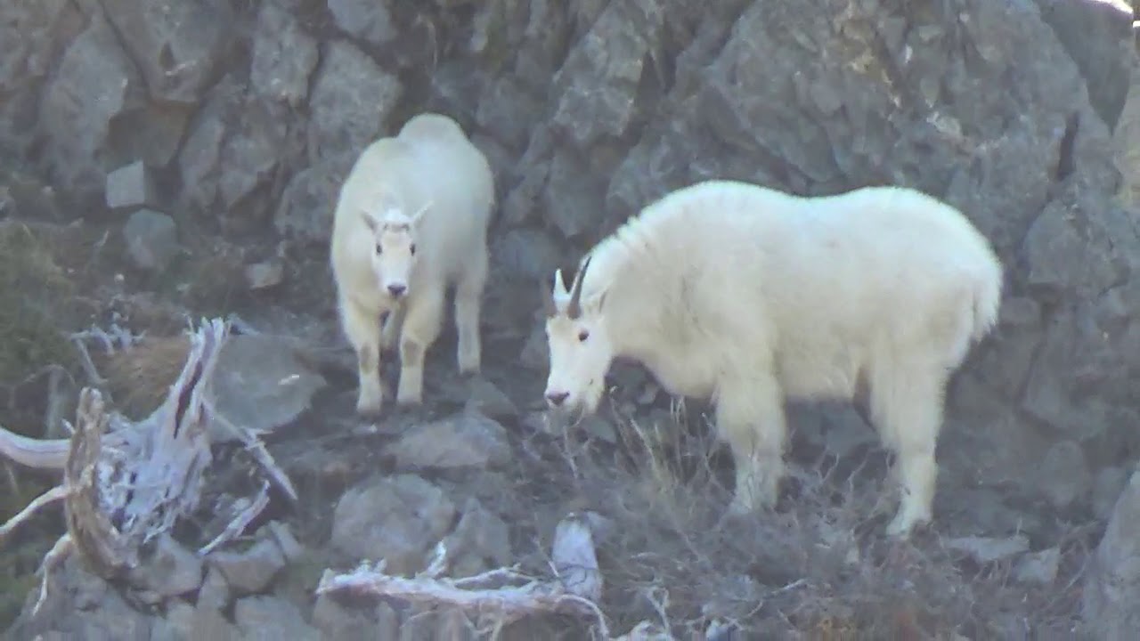 Mountain Goats in Mount Saint Helens National Volcanic Monument - YouTube