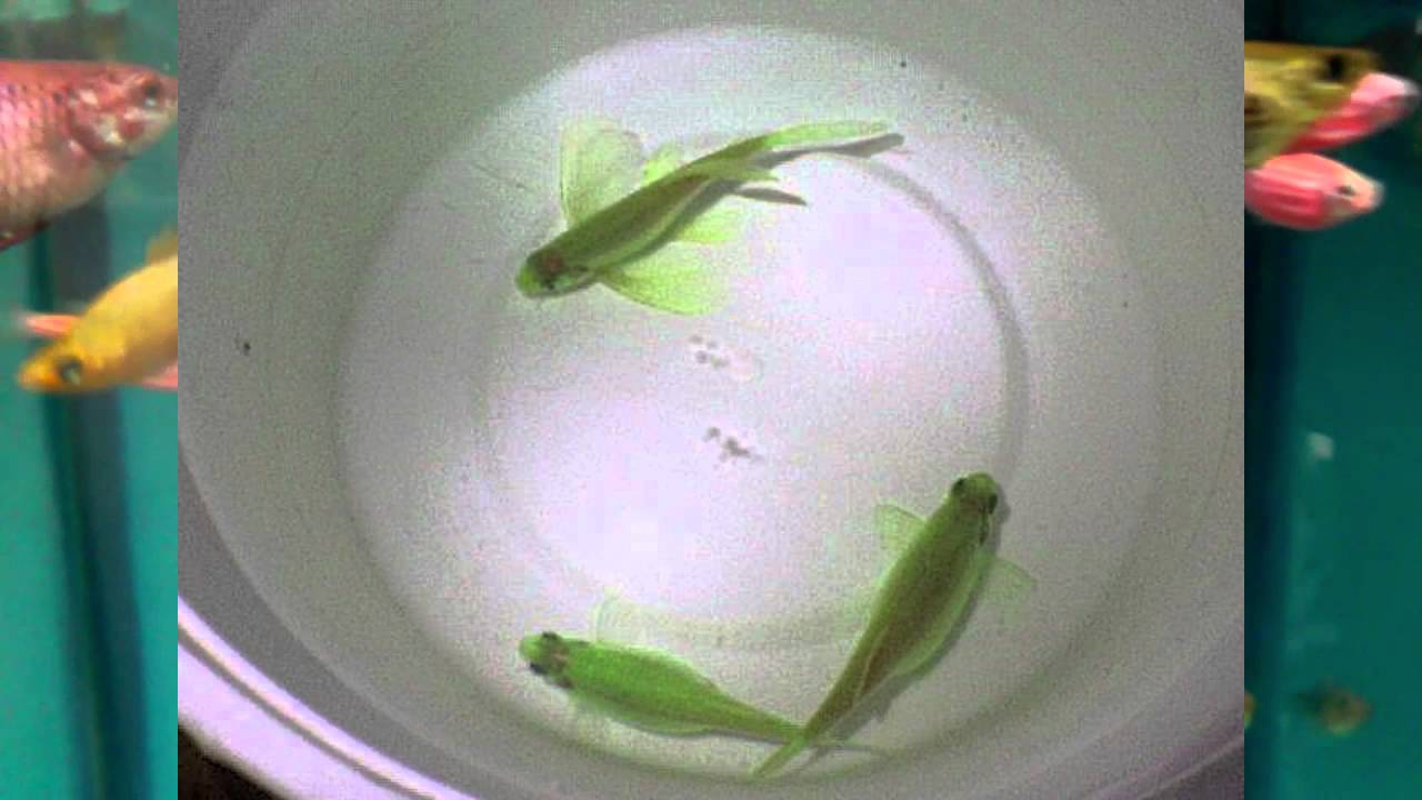 Como saber si mi pez cebra es macho o hembra - YouTube