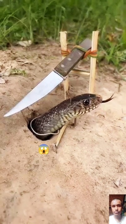 Simple DiY big snake 🐍 trap using knife #creativesnaketrap - YouTube