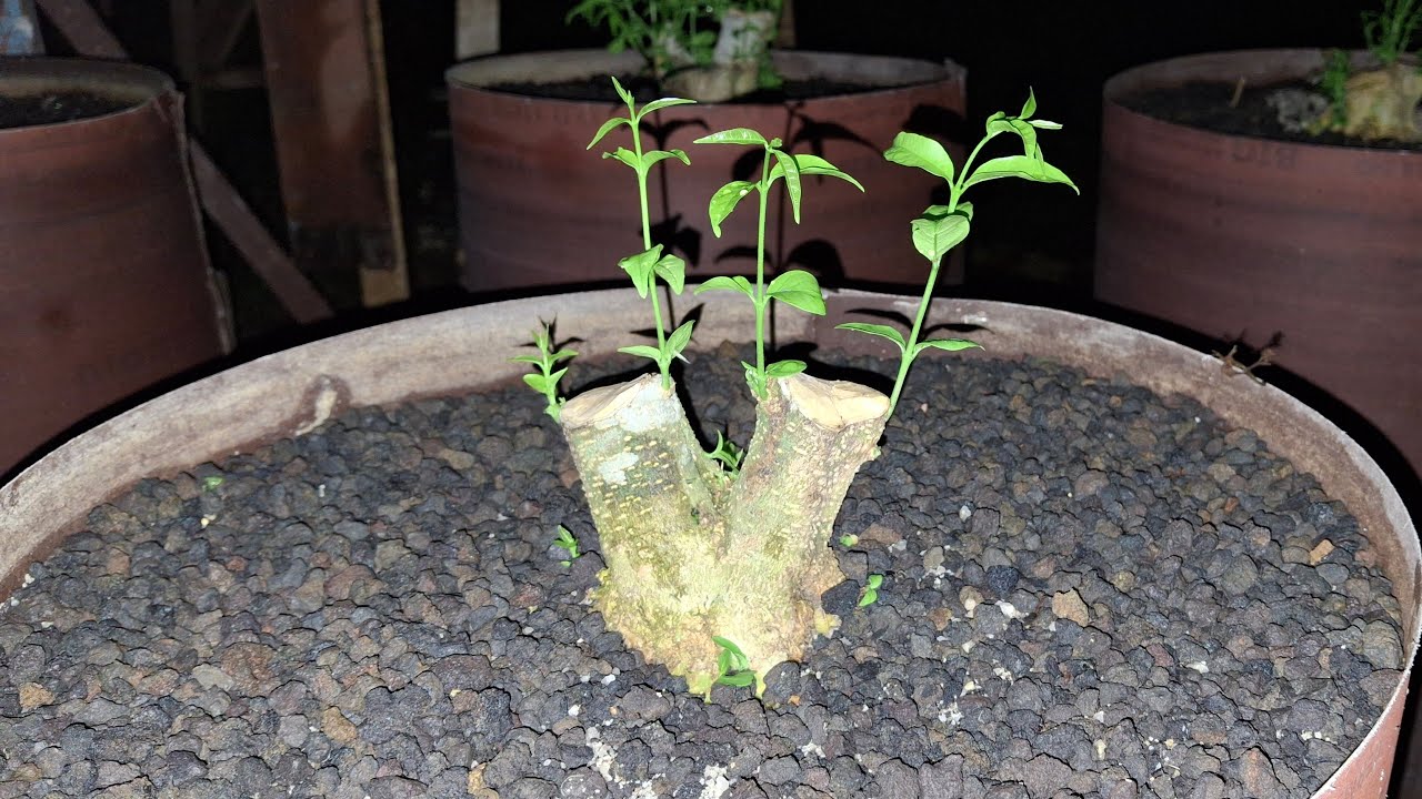 🪷TRUBUSAN BONSAI ANTING PUTRI HARGA Discont Ramadhan!!! - YouTube