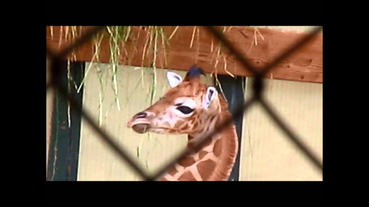 Cute Little Baby GIraffe - YouTube