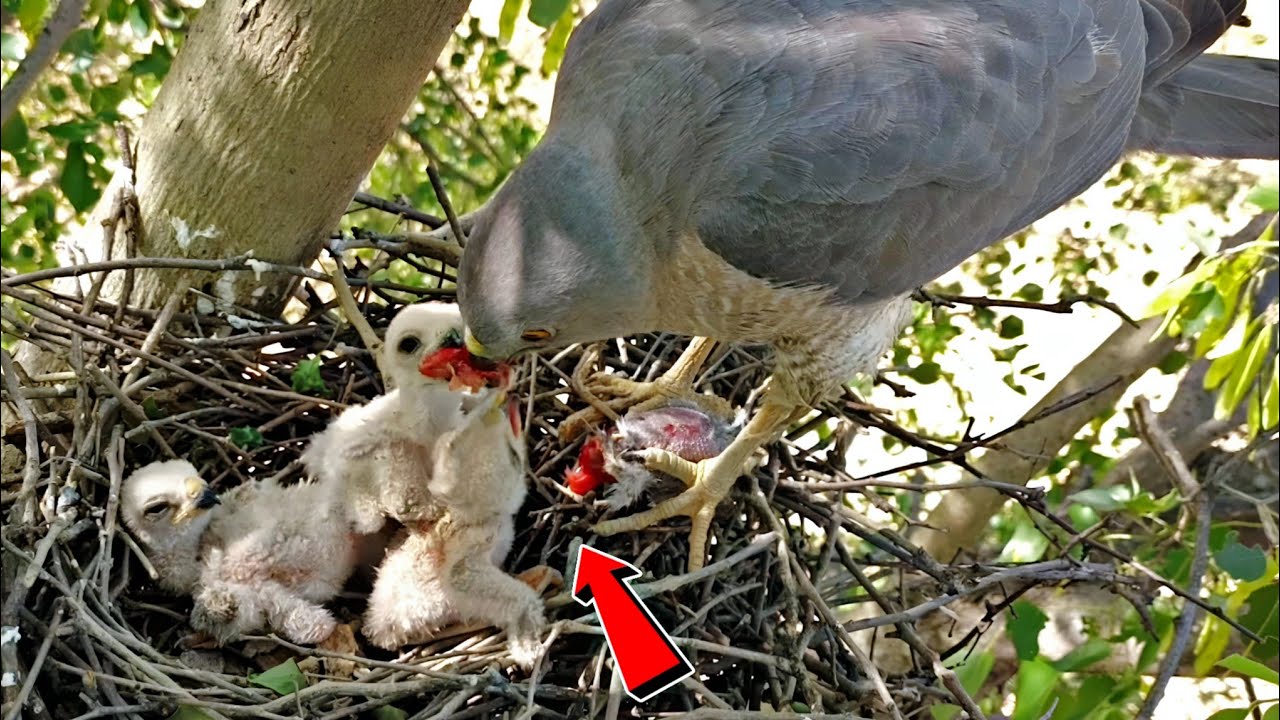 Mother Hawk Feeding Her Chicks in the Nest: A Rare Wildlife Moment ...