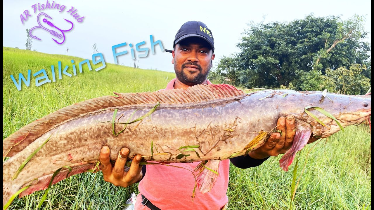 Walking Fish - Mangur - Banned fish. All you want to know about. - YouTube