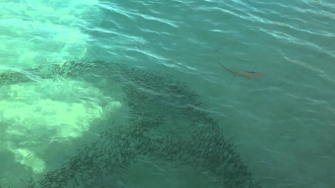 Shark chasing on the Beach - YouTube