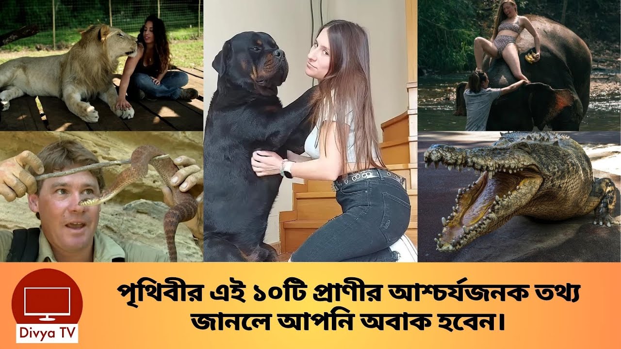 পৃথিবীর এই দশটি প্রানীর তথ্য জানলে চমকে যাবেন! 10 Animals | Divya Tv ...
