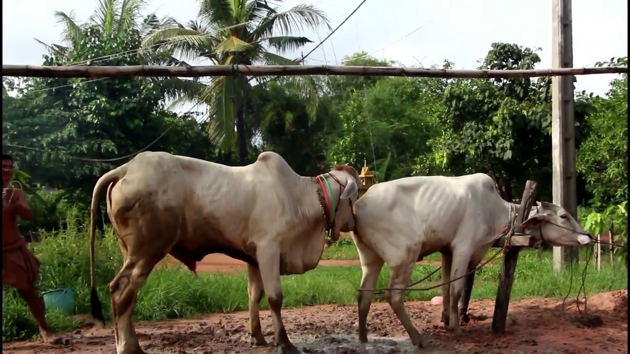 Amazing Man Breeding Cow in Cambodia.How To Breeding Cow!! - YouTube