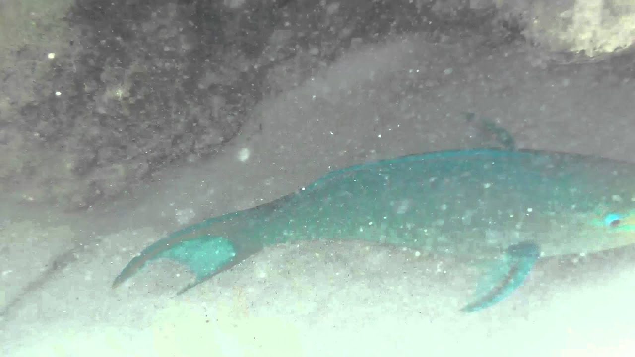Parrot Fish - Horseshoe Bay, Bermuda - YouTube