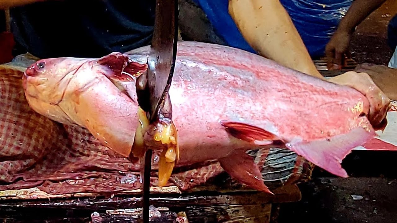 Amazing Big 😍 Red Pangkash Fish Cutting Skills - YouTube