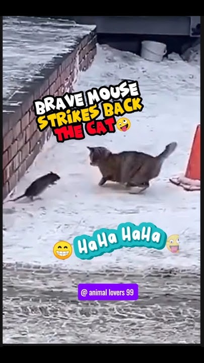 FUNNY😁, Brave Mouse strikes back the Cat😁🐈 #cat #mouse #funny # ...