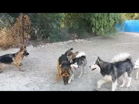 Alman kurdu Sibirya kurdu