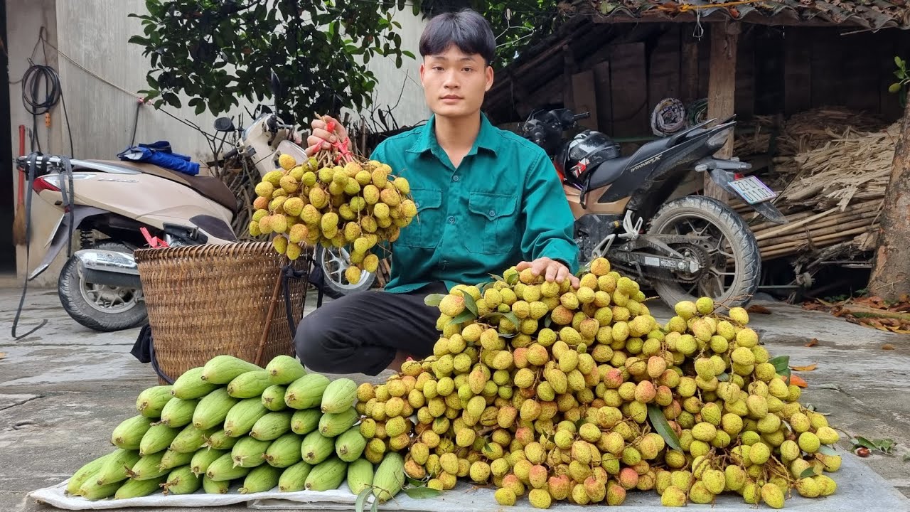 Harvest melon, lychee, bring to market to sell, forest life - YouTube