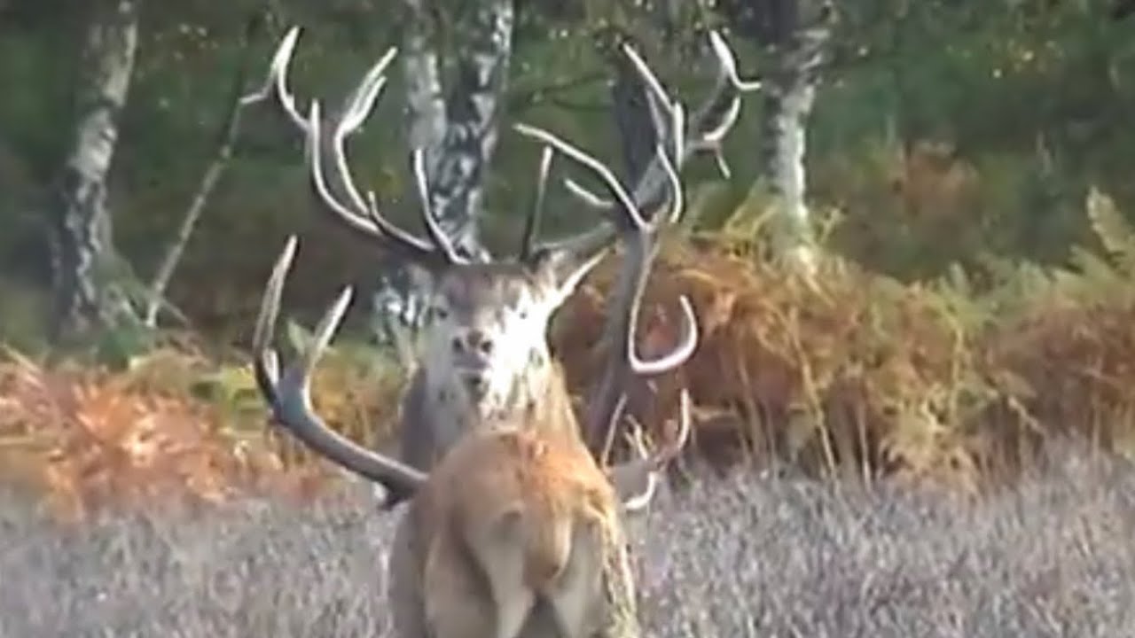 RED DEER RUT STAGS FIGHT !!!!!!! Post 2021!! (Filmed in 2009!) - YouTube
