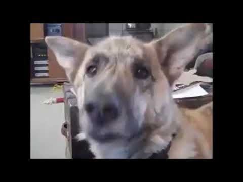 CLASSIC TALKING DOG BACON VIDEO!! MUST WATCH :-) - YouTube
