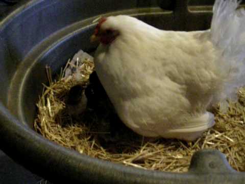 Chick Gathering - YouTube