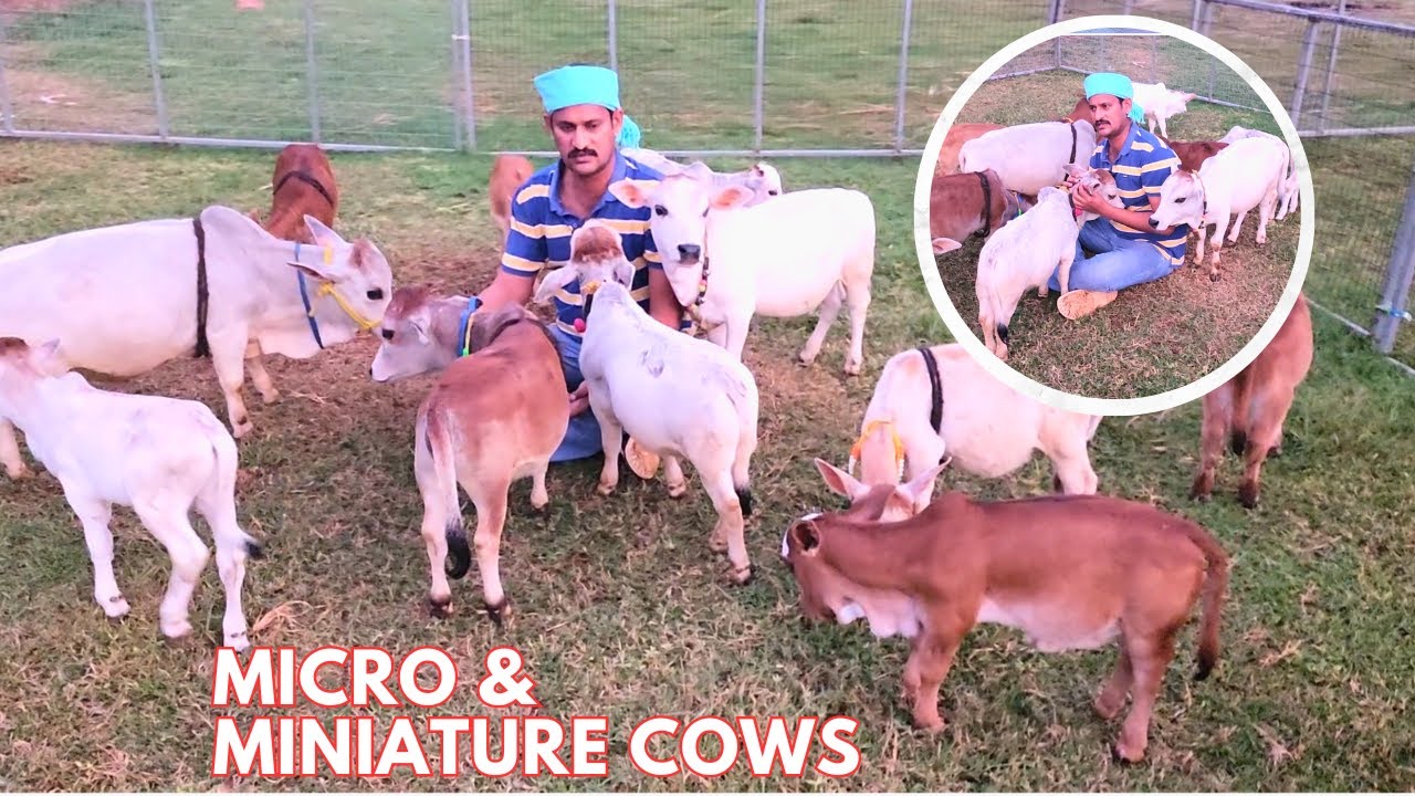 Micro & Miniature cows | Shortest Cows breed | Nadipathy Goshala - YouTube