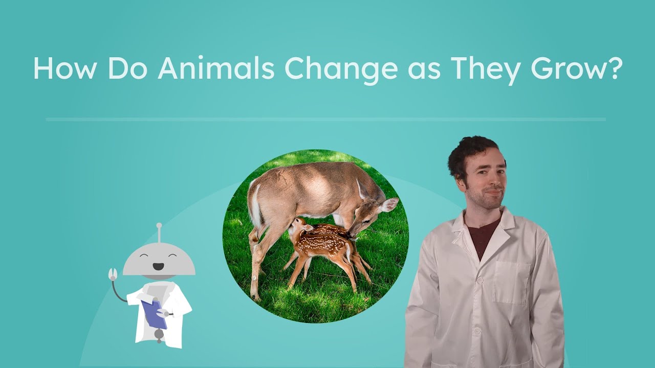 How Do Animals Change as They Grow? - Animal Life Cycles - YouTube