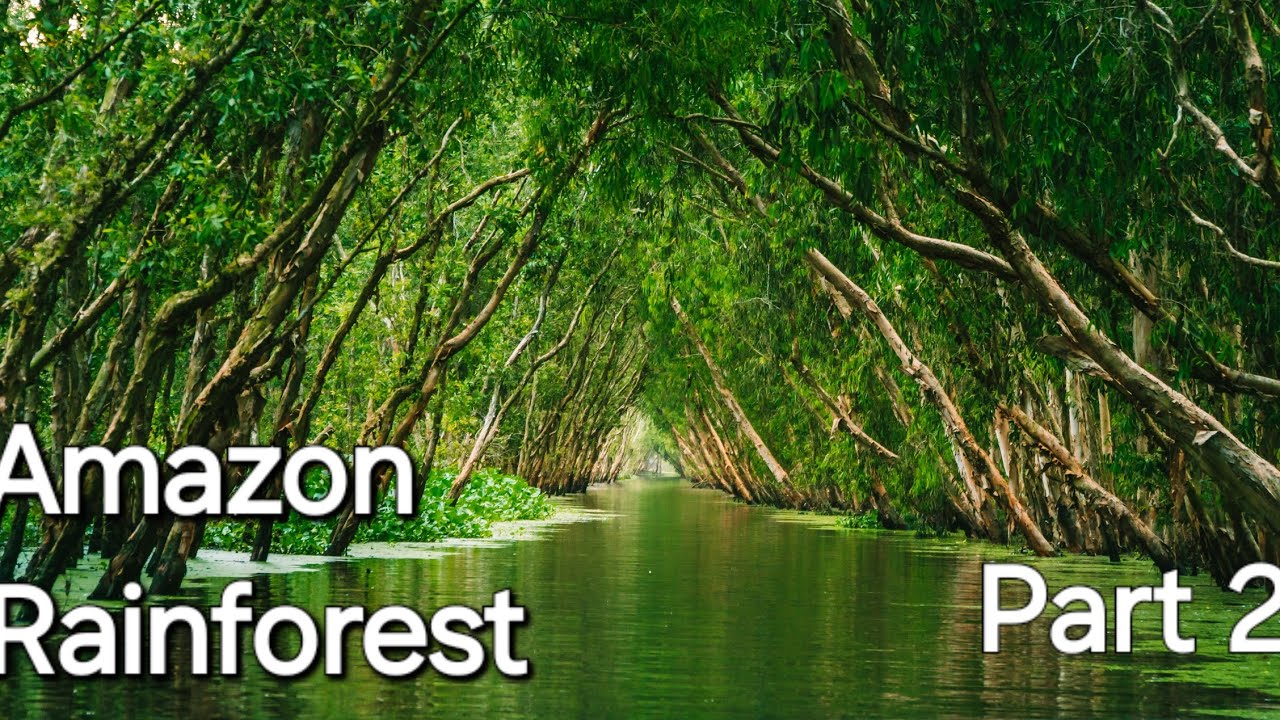 Amazon Rainforest|The Oxygen Land on Earth|Calming Relaxing Views to ...