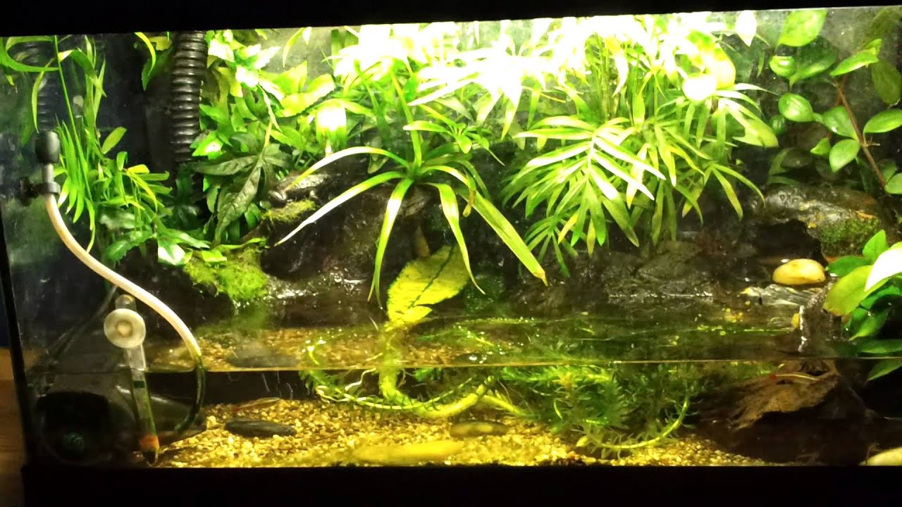 60L Fire Belly Toad tank - UPDATED - YouTube