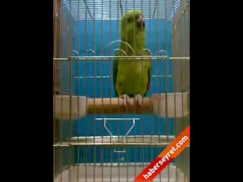 Kurân-ı Kerim'in âyet ve surelerini okuyan papağan