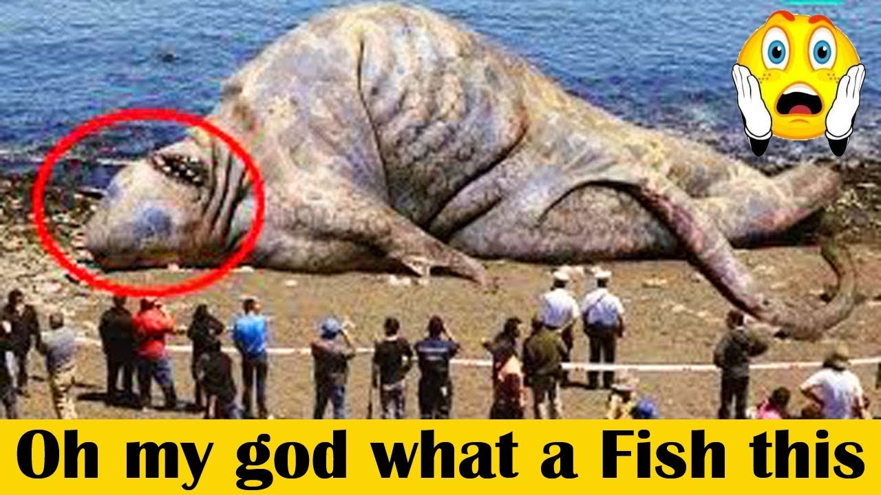Unbelievable World Biggest Fish 2022 Found In USA YouTube unbelievable-world-biggest-fish-2022-found-in-usa-youtube